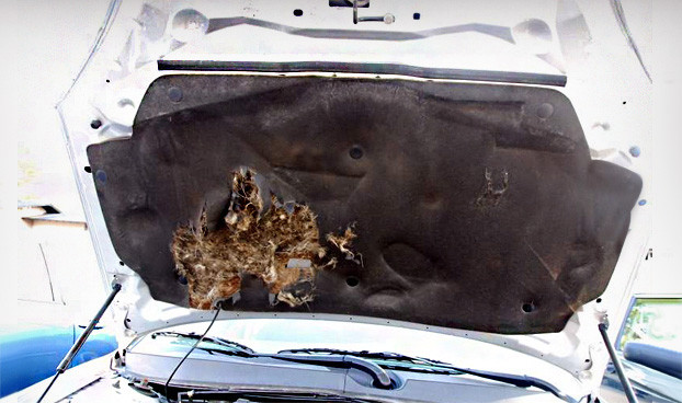 Hood Insulation Pads - The Finishing Underhood Touch
